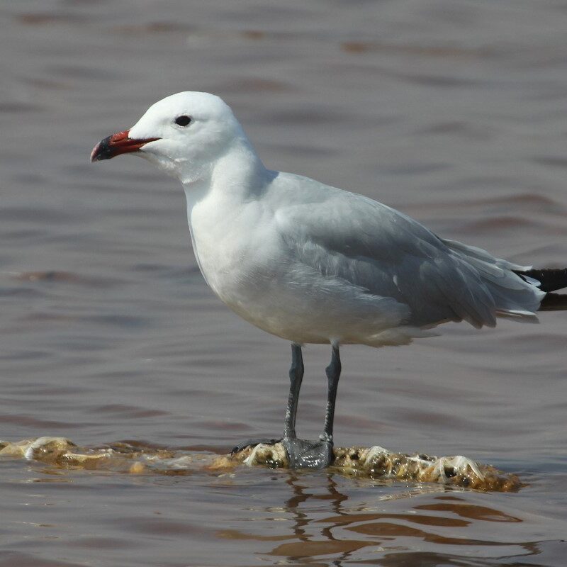 Birding Holiday in Tavira and the Ria Formosa - Your Nemesis Bird ...