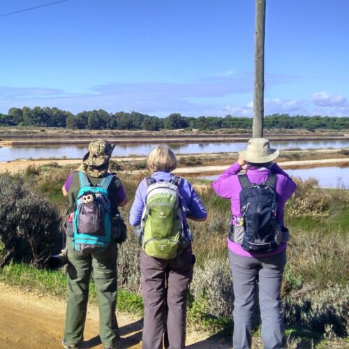 Birding Holiday in Tavira and the Ria Formosa - Your Nemesis Bird ...